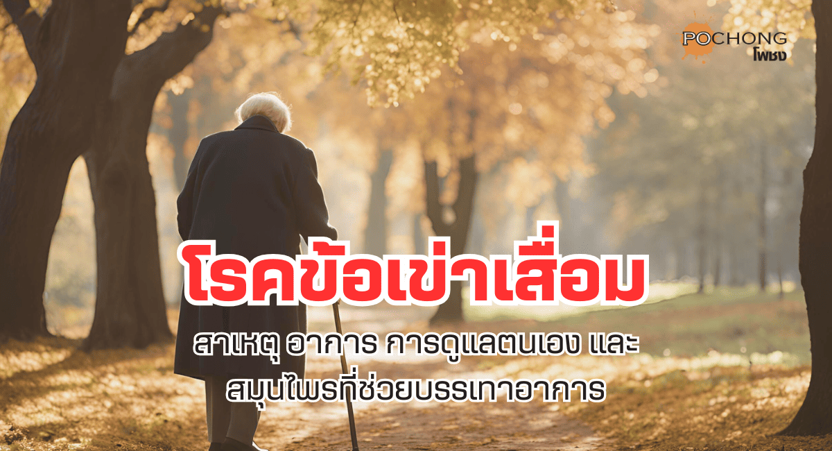 โรคข้อเข่าเสื่อม : สาเหตุ อาการ การดูแลตนเอง และสมุนไพรที่ช่วยบรรเทา ...