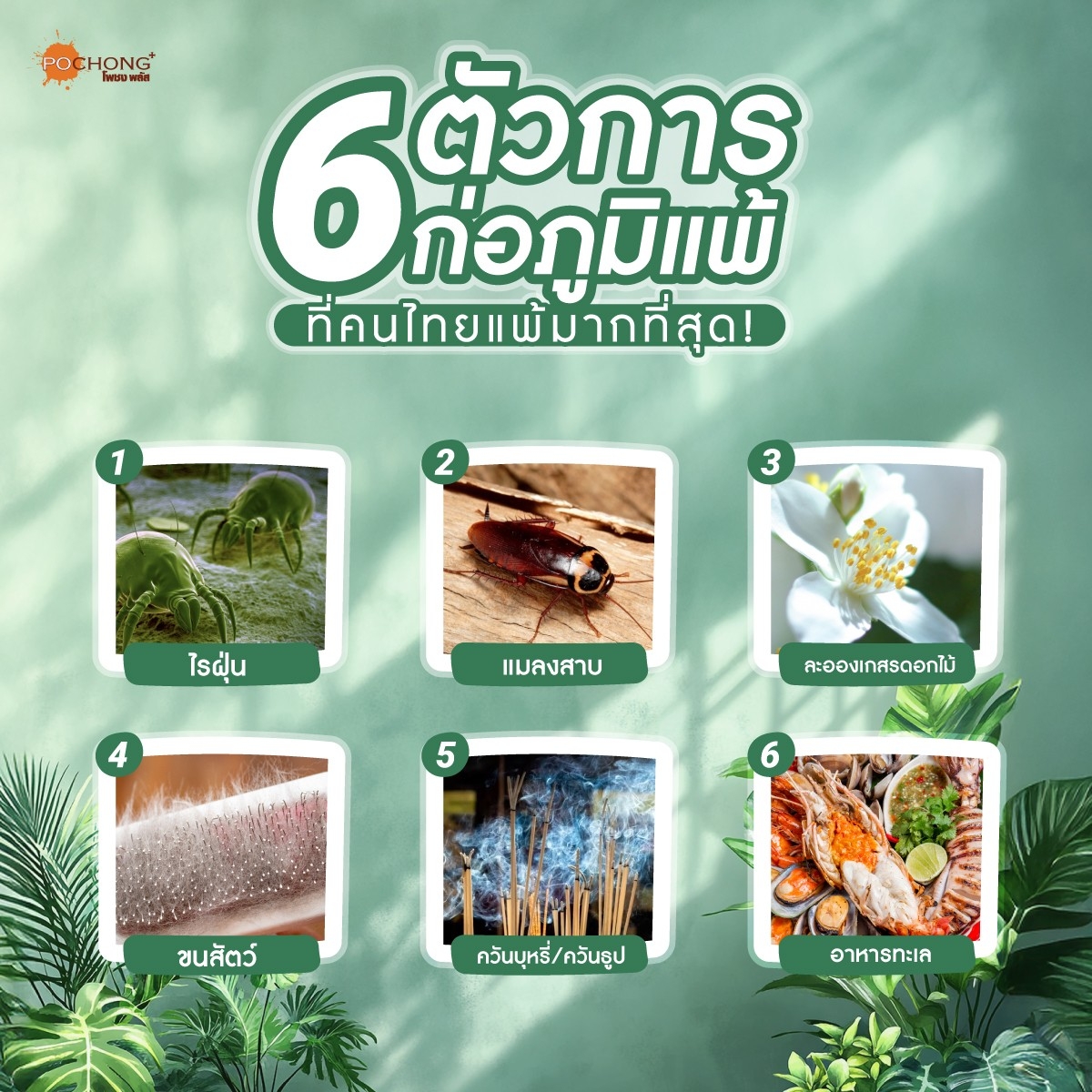 6 ตัวการก่อภูมิแพ้ ที่คนไทยแพ้มากที่สุด! - Pochong เครื่องดื่มน้ำสมุนไพร